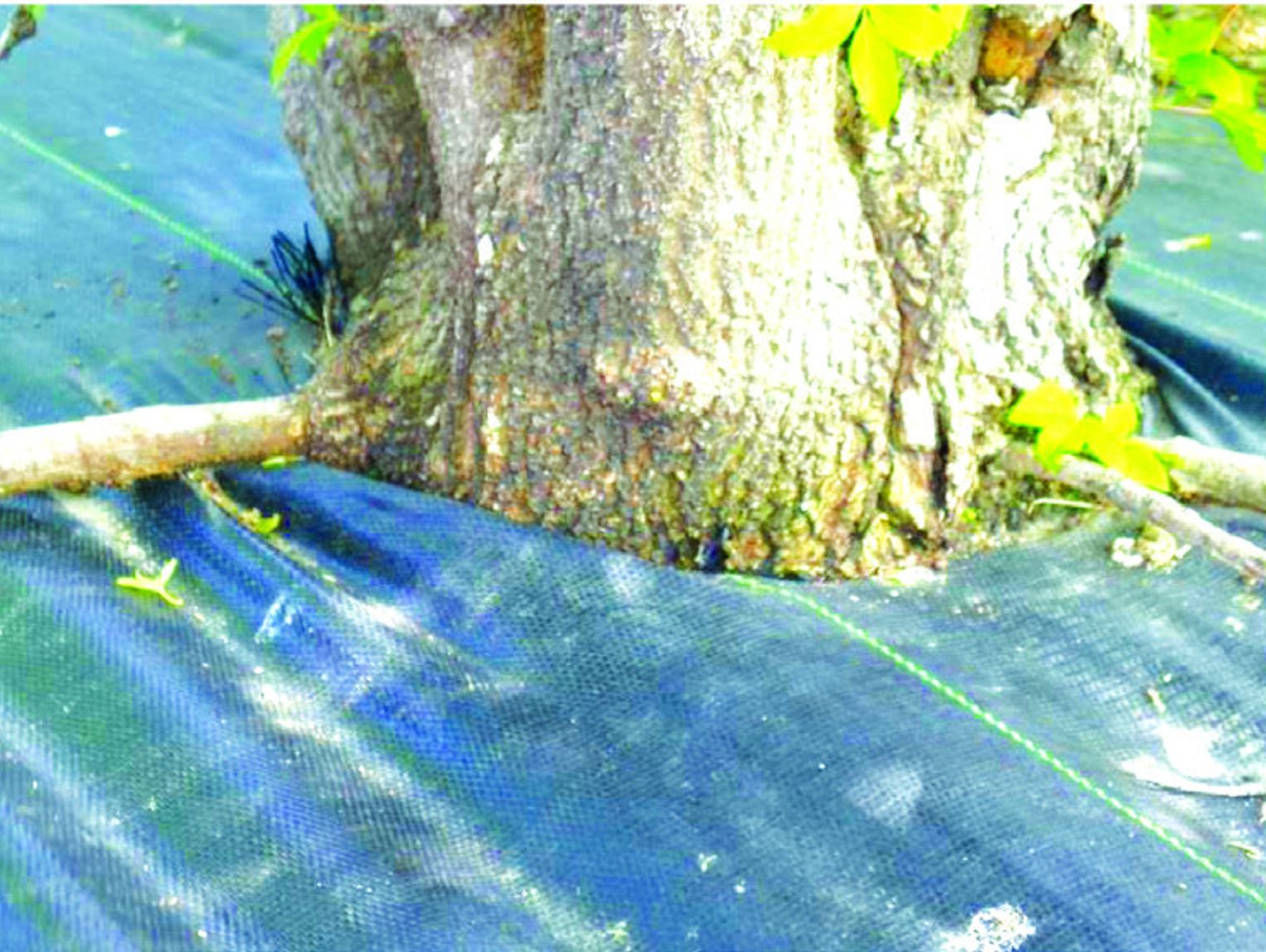 Weed barrier may be choking your trees